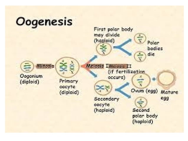 Reproduction and growth | PPT
