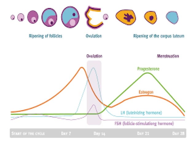 Reproduction and growth | PPT