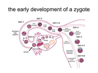 Reproduction and growth | PPT