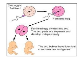 Reproduction and growth | PPT