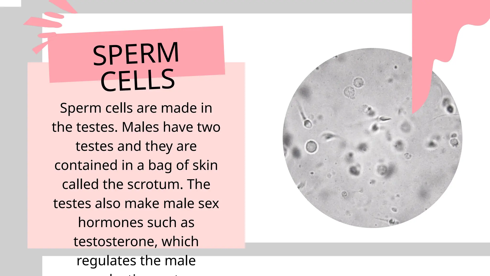 Reproduction Biology Presentation in a Bold Pink Style.pptx