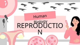 Reproduction Biology Presentation in a Bold Pink Style.pptx