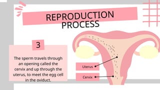 Reproduction Biology Presentation in a Bold Pink Style.pptx