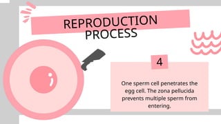 Reproduction Biology Presentation in a Bold Pink Style.pptx