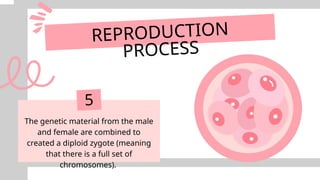 Reproduction Biology Presentation in a Bold Pink Style.pptx