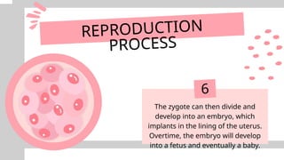 Reproduction Biology Presentation in a Bold Pink Style.pptx
