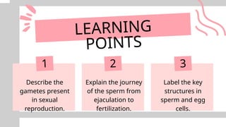 Reproduction Biology Presentation in a Bold Pink Style.pptx