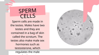 Reproduction Biology Presentation in a Bold Pink Style.pptx