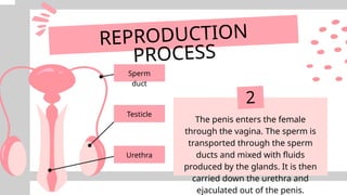 Reproduction Biology Presentation in a Bold Pink Style.pptx