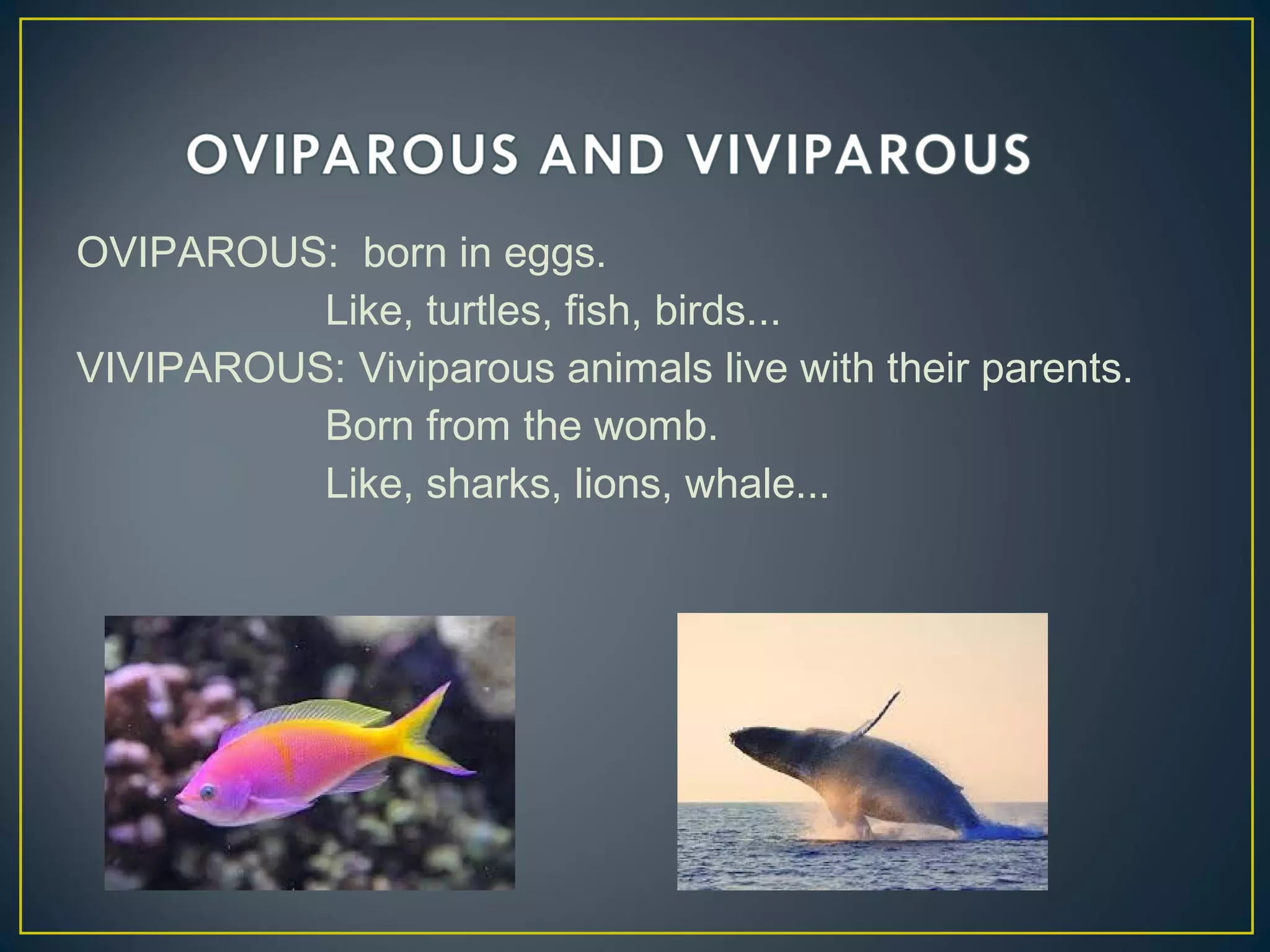Animals Reproduction | PPT