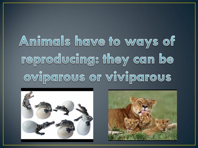 Animals Reproduction | PPT