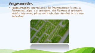 Reproduction in palnt and organisams | PPT