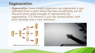 Reproduction in palnt and organisams | PPT