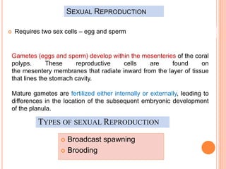 Reproduction corals | PPT