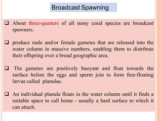 Reproduction corals | PPT