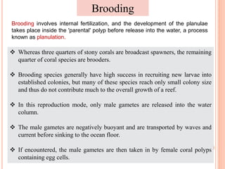 Reproduction corals | PPT