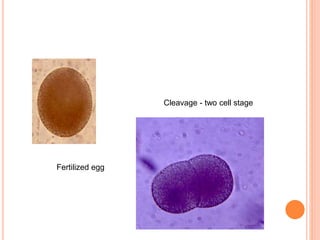 Reproduction corals | PPT