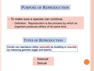 Reproduction corals | PPT