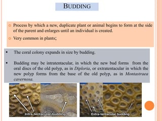 Reproduction corals | PPT