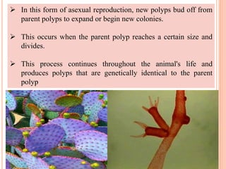 Reproduction corals | PPT