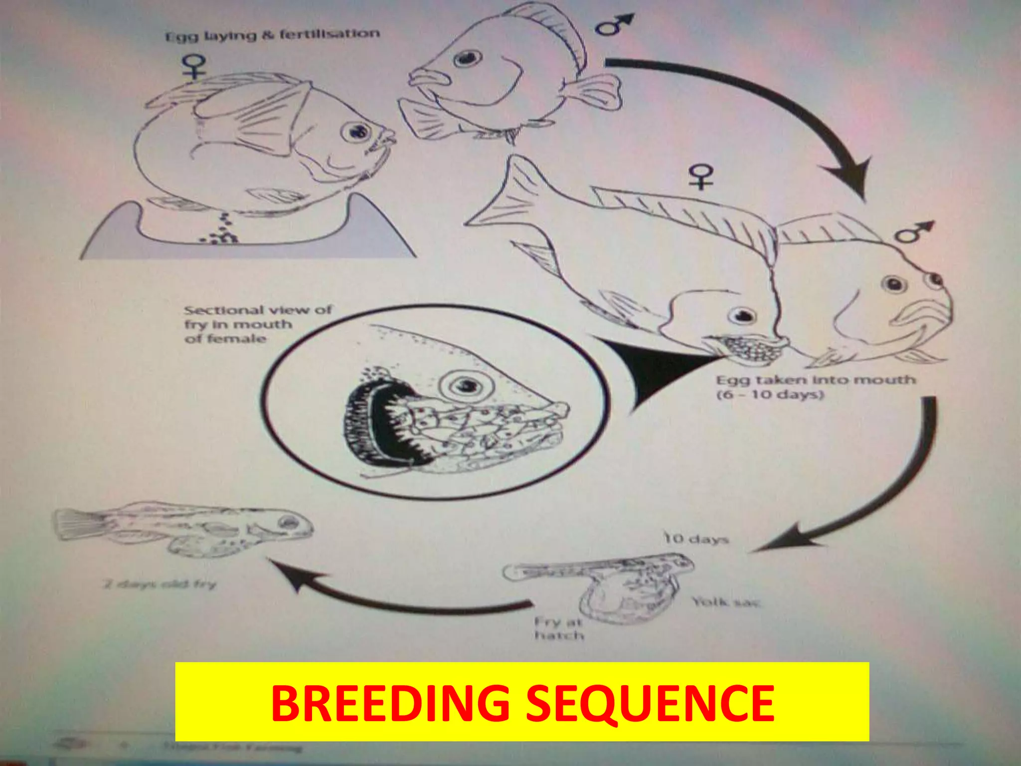 Reproduction cycle of tilapia specie | PPTX