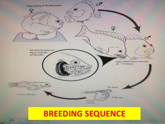 Reproduction cycle of tilapia specie