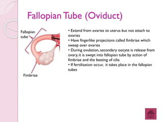 Reproduction, development and growth | PPT