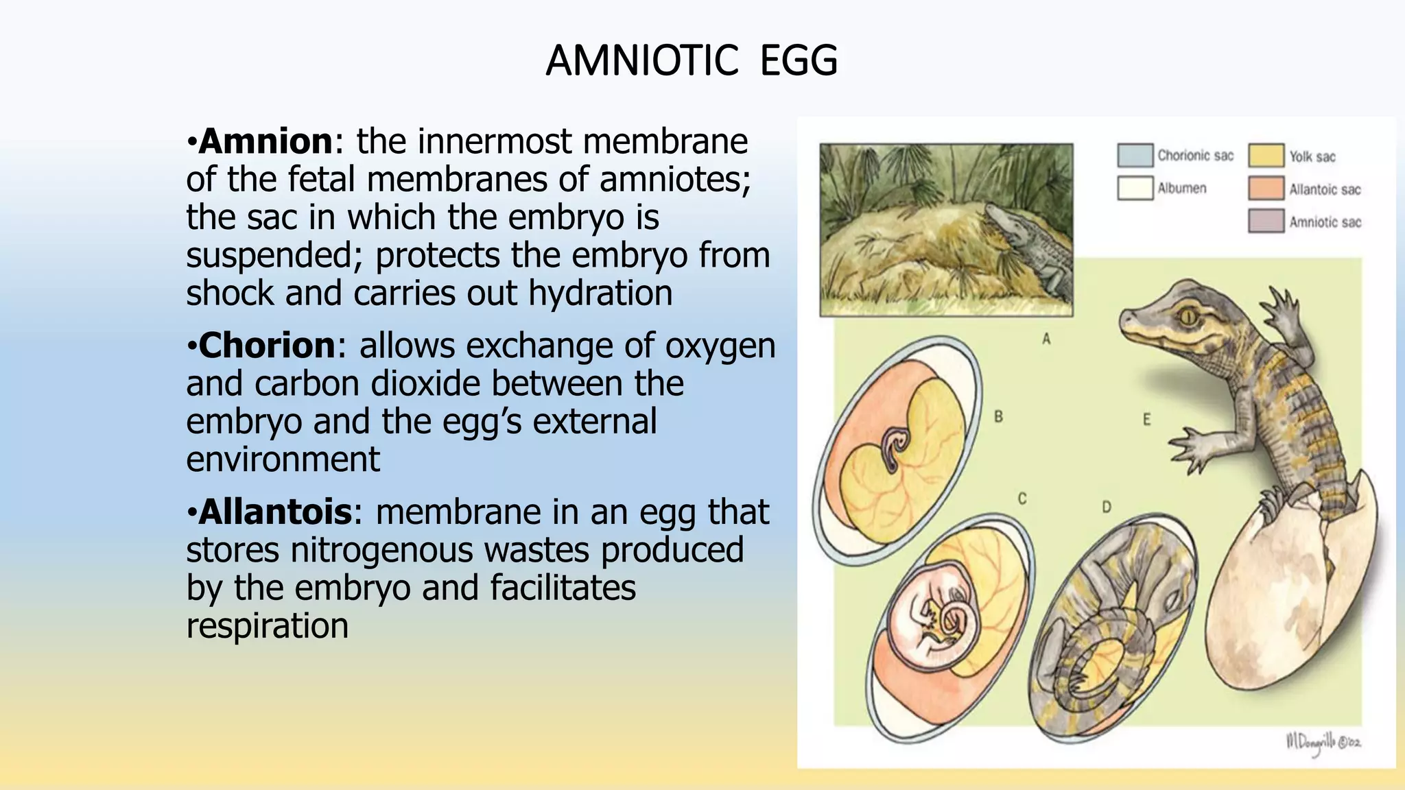 Reproduction & development in reptiles | PPTX