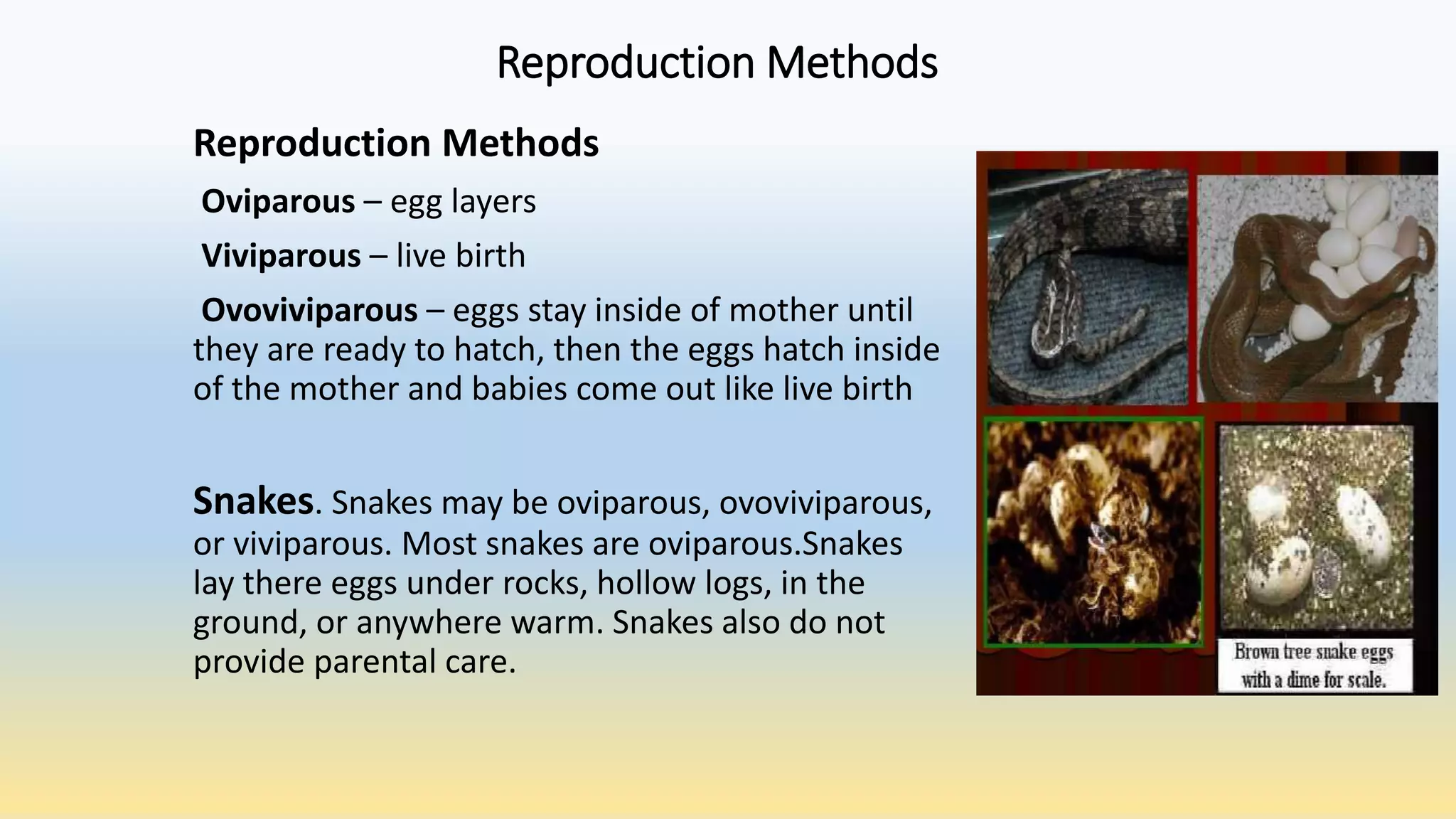 Reproduction & development in reptiles | PPTX | Infertility ...