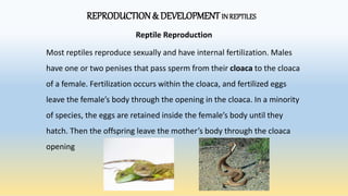 Reproduction & development in reptiles | PPTX | Infertility ...