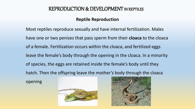 Reproduction & development in reptiles | PPTX | Infertility ...