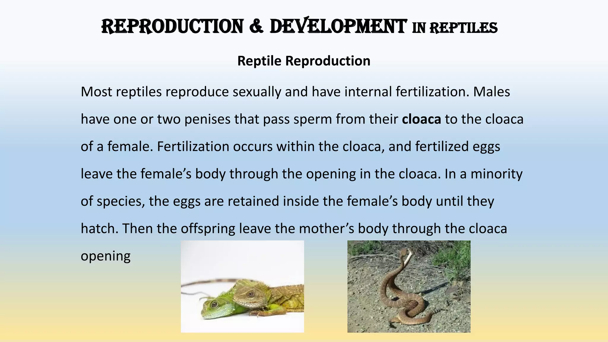 Reproduction & development in reptiles | PDF