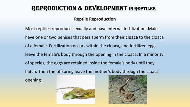 Reproduction & development in reptiles | PDF | Infertility ...