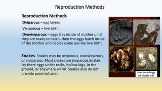 Reproduction & development in reptiles | PDF