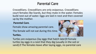 Reproduction & development in reptiles | PDF