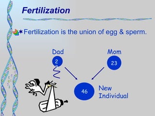 Reproduction dna replication | PPT | Infertility | Reproductive Health