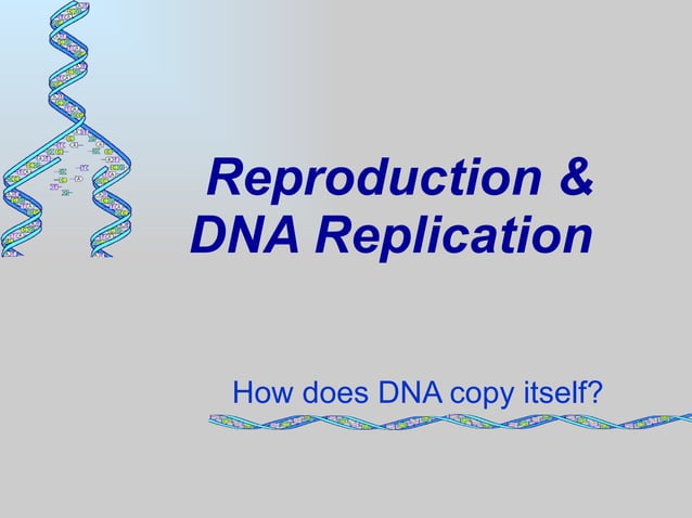Reproduction dna replication | PPT | Infertility | Reproductive Health