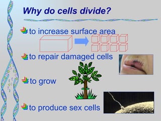 Reproduction dna replication | PPT | Infertility | Reproductive Health