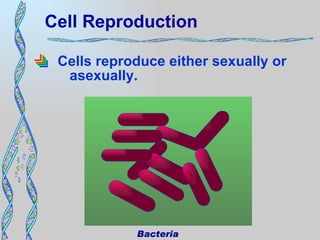 Reproduction dna replication | PPT | Infertility | Reproductive Health