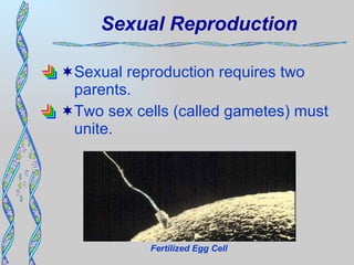 Reproduction dna replication | PPT | Infertility | Reproductive Health
