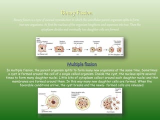 Reproduction of plants and animals group project | PPTX