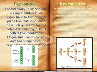 Reproduction of plants and animals group project | PPTX