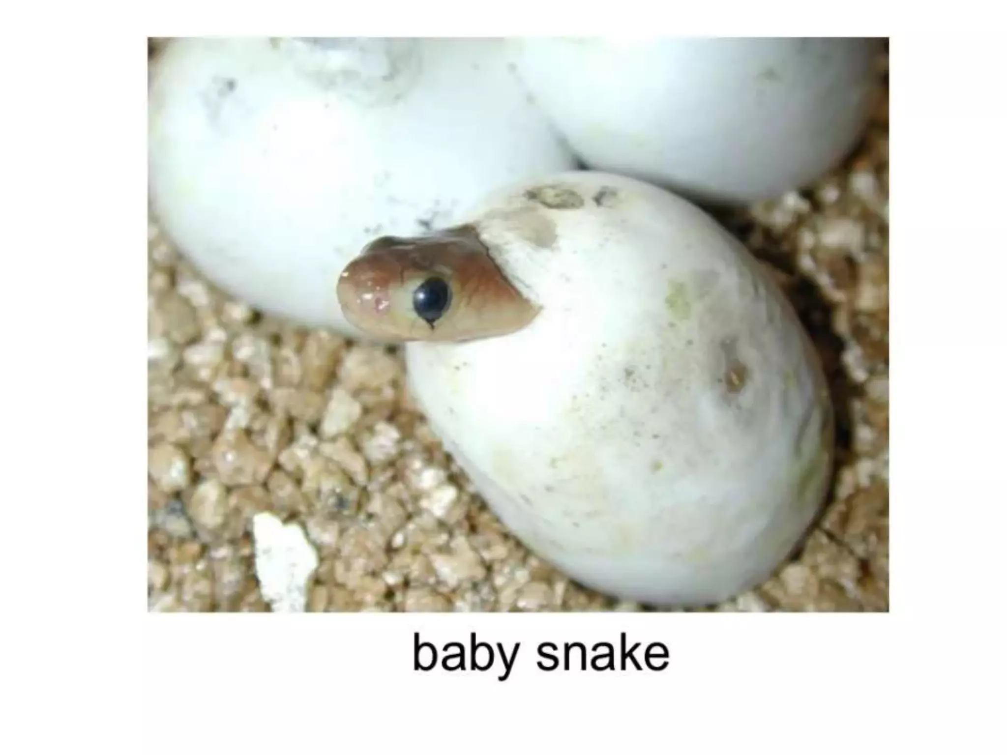 Reproduction grade 3 | PPTX