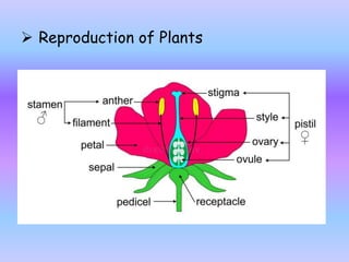 Reproduction grade 3 | PPTX