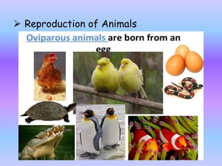 Reproduction grade 3 | PPTX