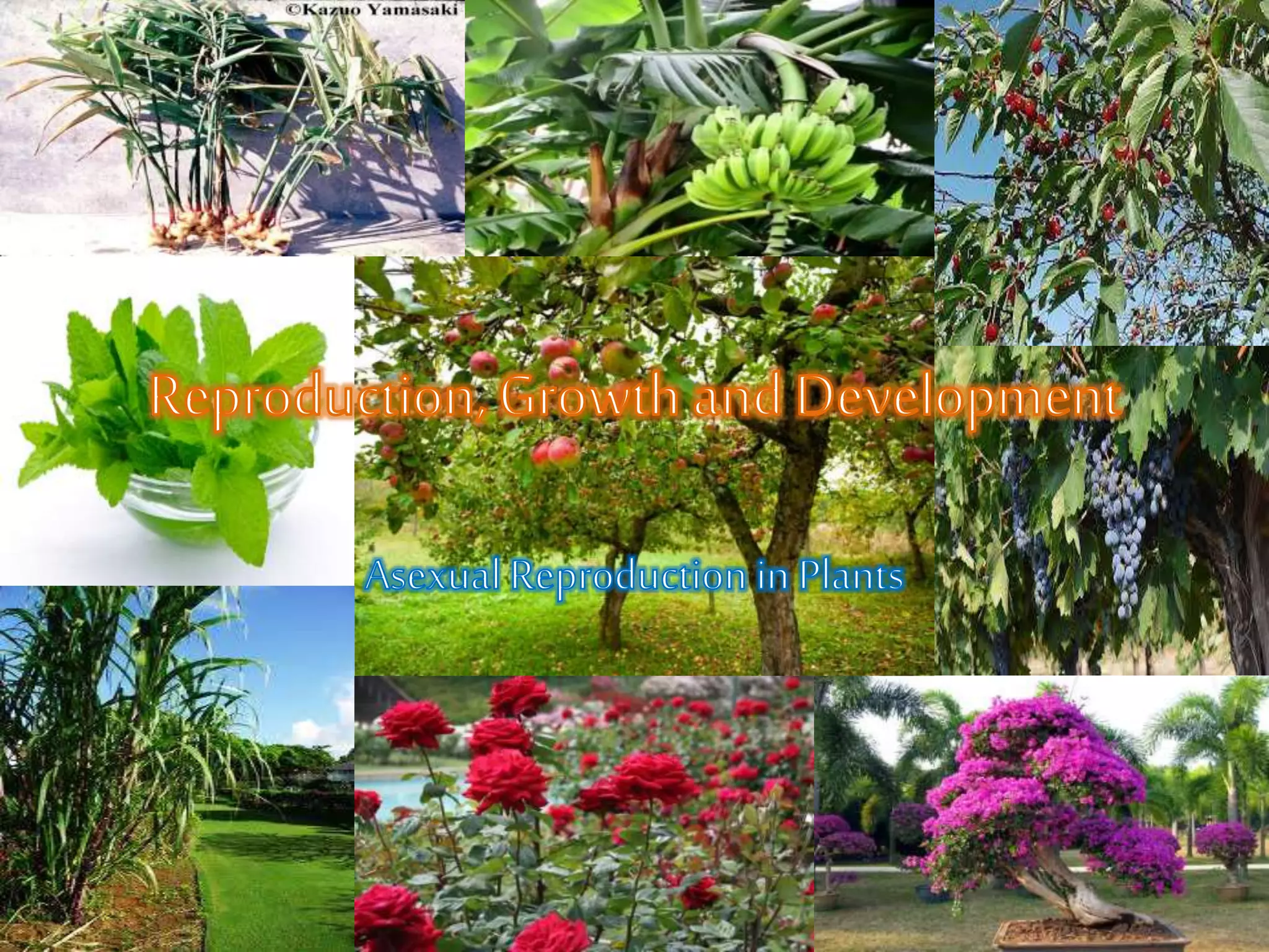 Reproduction, growth and development ppt | PPTX