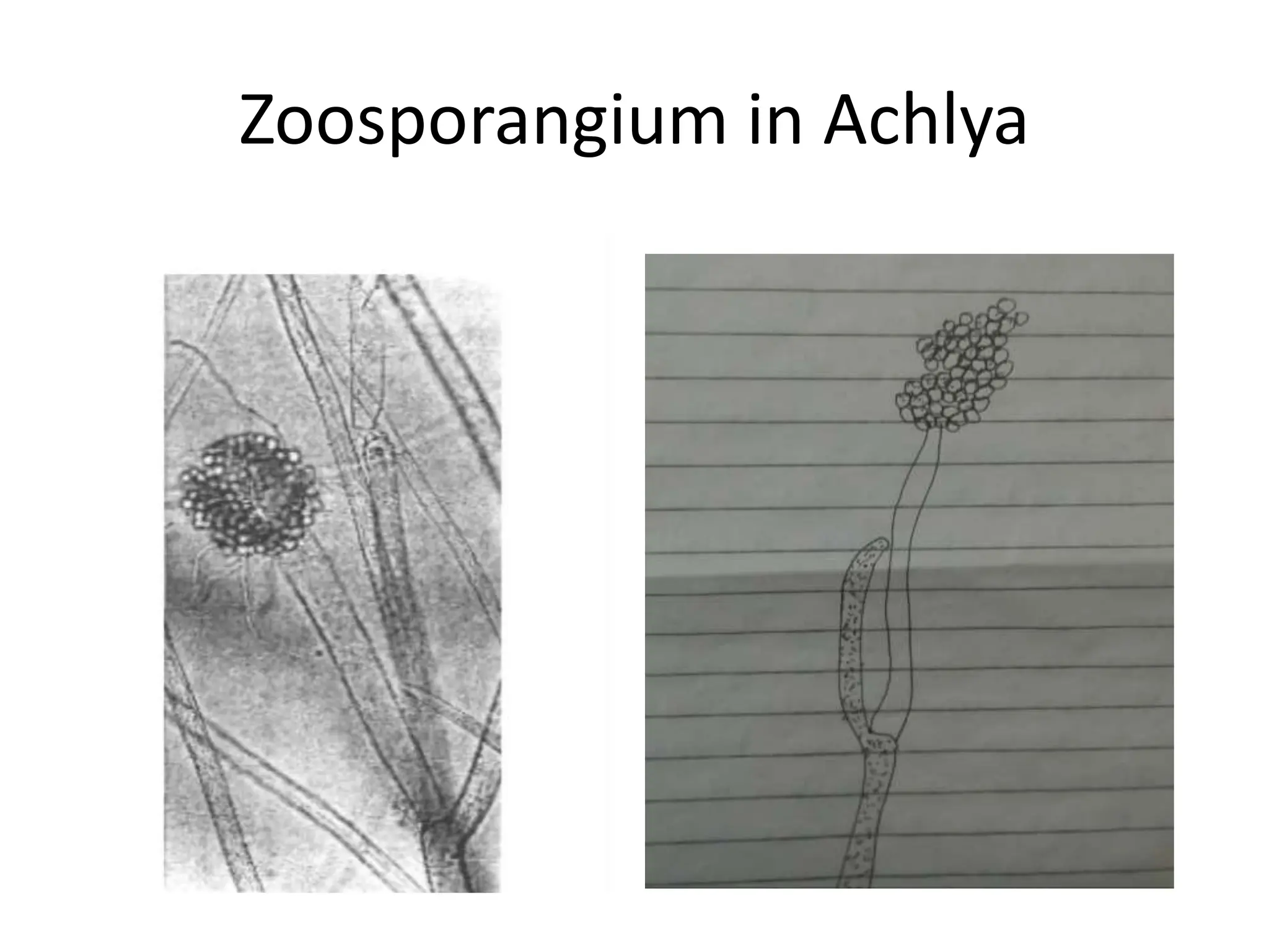 Reproduction & Hormonal Control in Achlya by Amatu Rehman.pptx