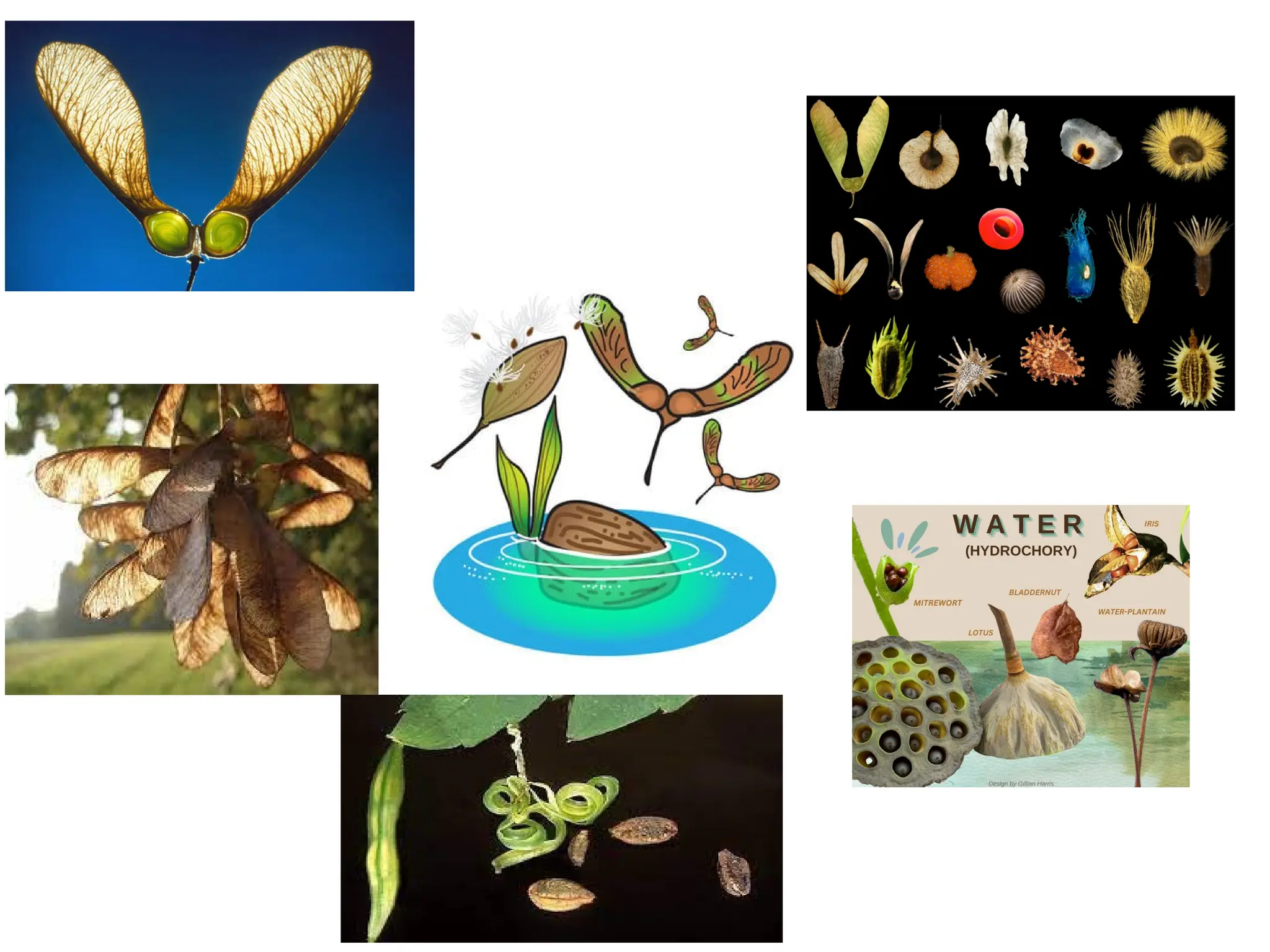 REPRODUCTION IN FLOWERING PLANTS-WPS Office.pptx
