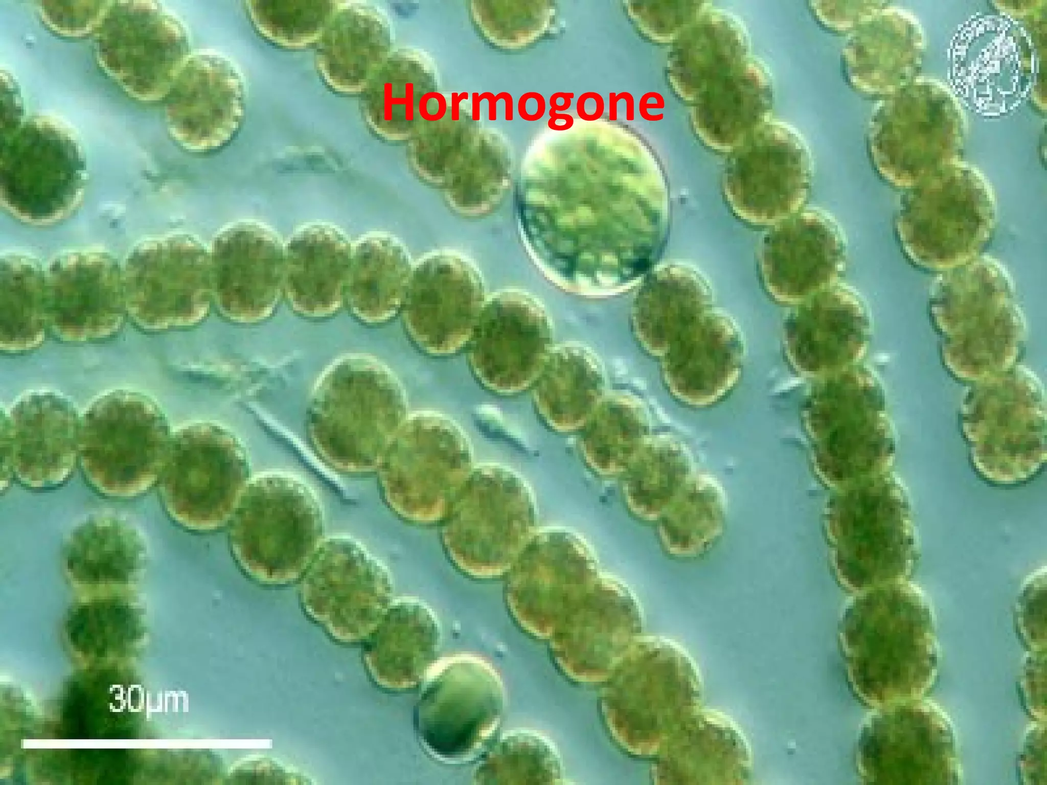 Reproduction in algae........ | PPT