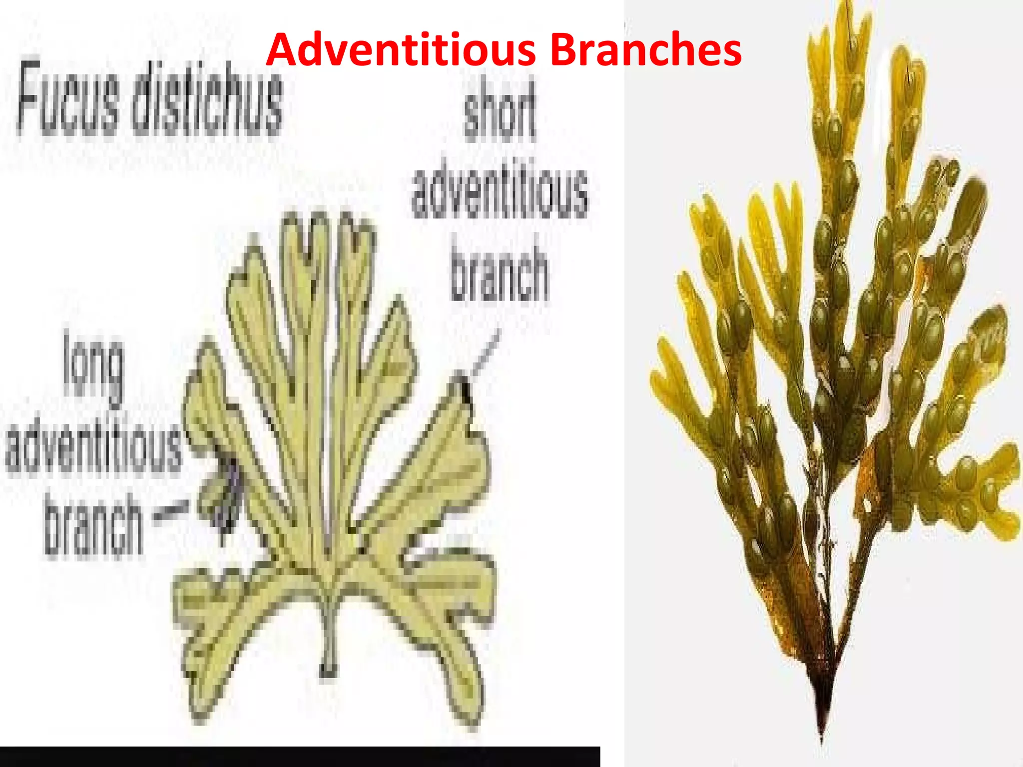 Reproduction in algae........ | PPT